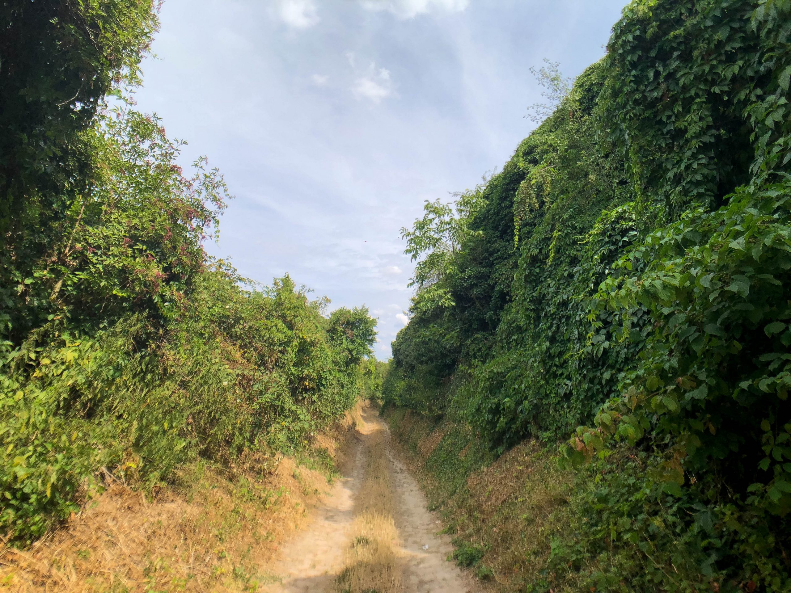 Auf dem RheinTerrassenWeg: Das Hohlwegeparadies bei Alsheim ...