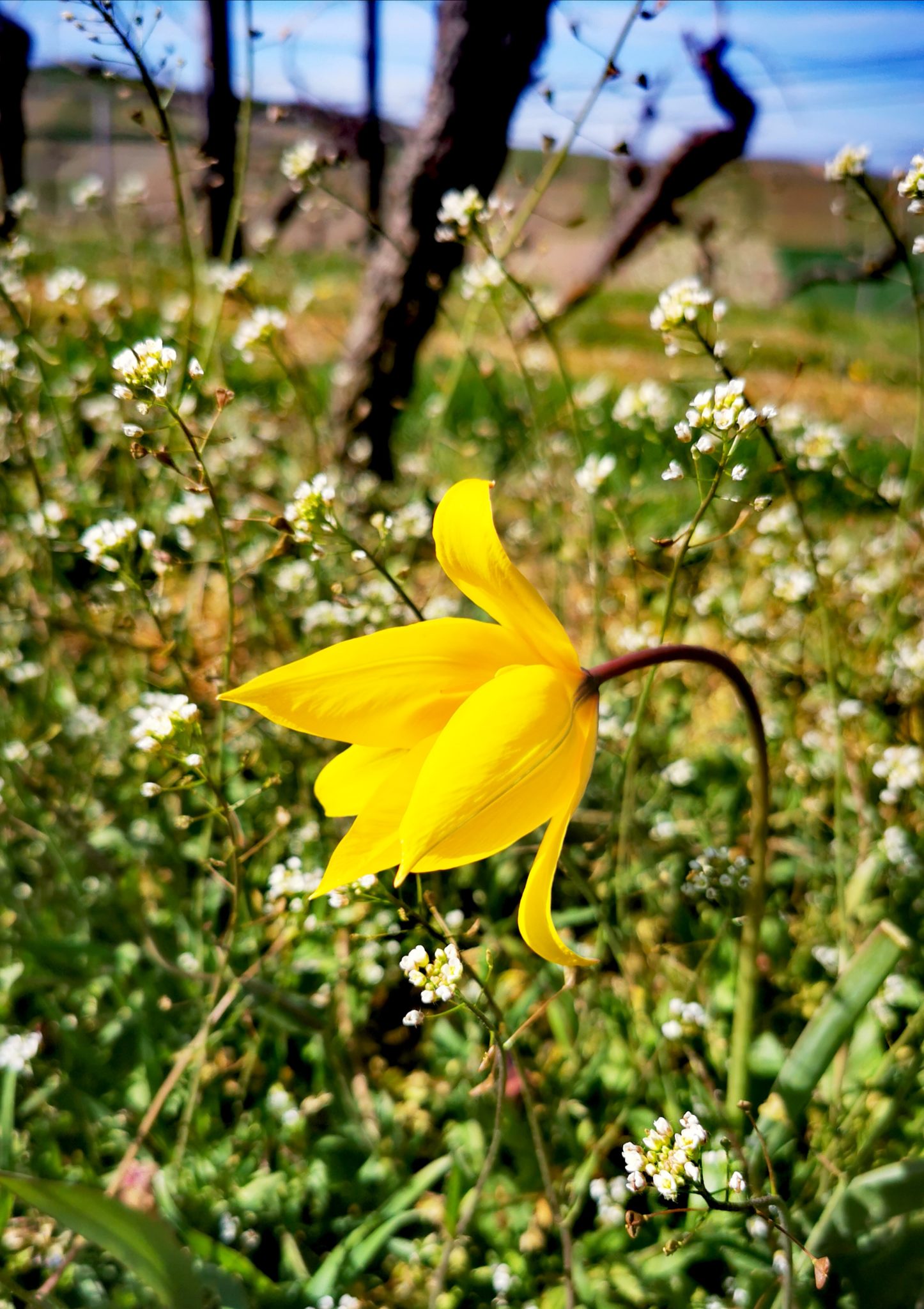 Zarte Schönheiten: Wildtulpen am Petersberg - Rheinhessen-Blog